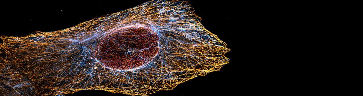 STED dyes at its best from the inventors of the technique