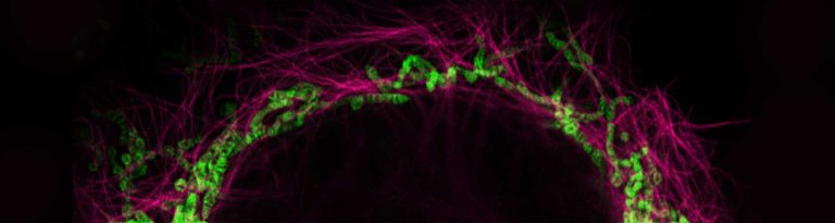 Mitochondrium labeling protocol for live-cell applications