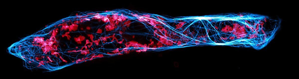 SNAP labeling protocol
