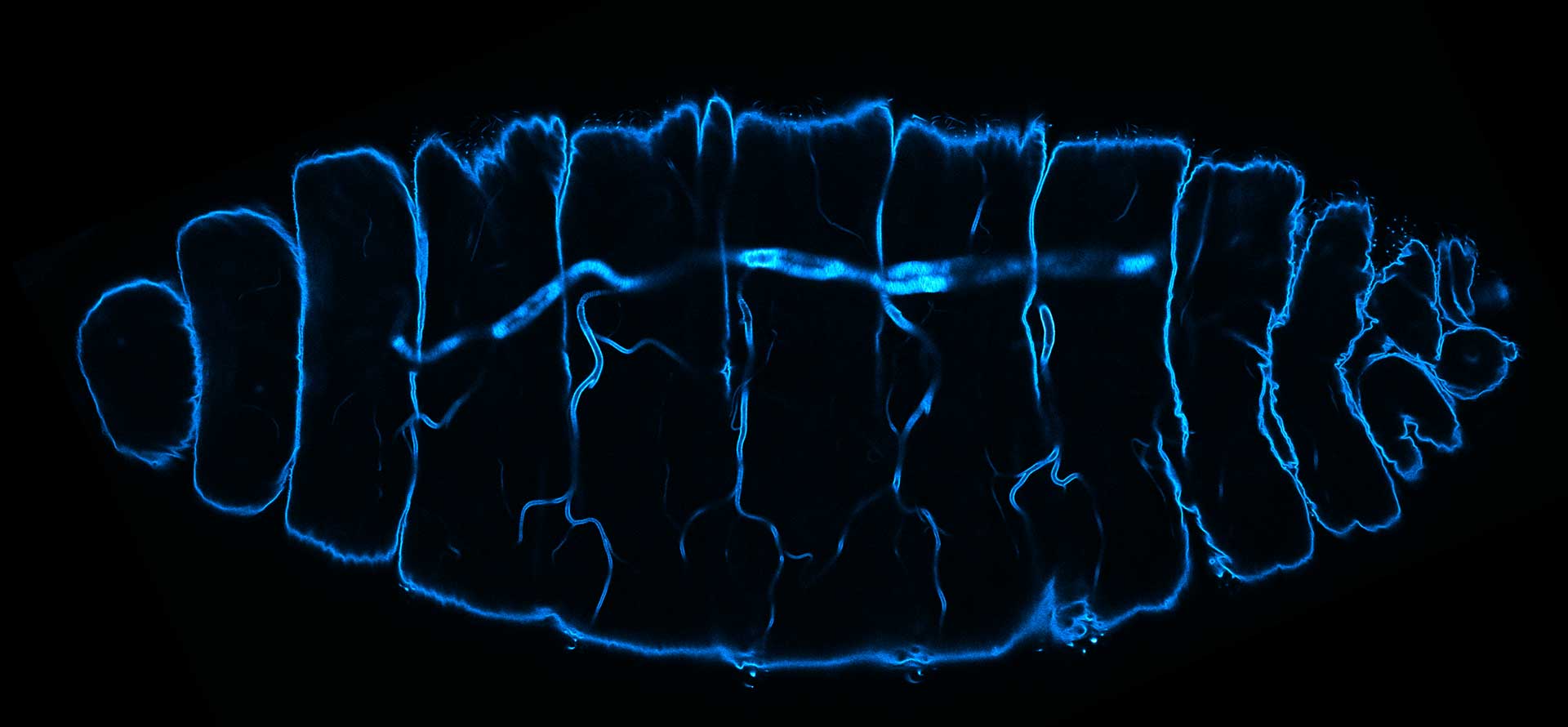 Cell Biology @abberior.rocks