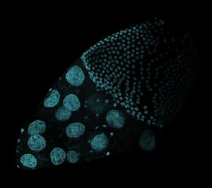 STEDYCON - @abberior.rocks