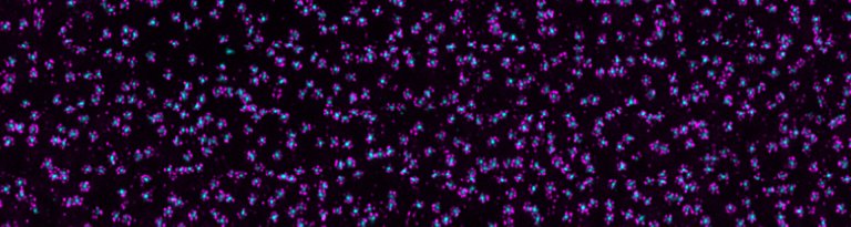 Protein & DNA-PAINT labeling kits