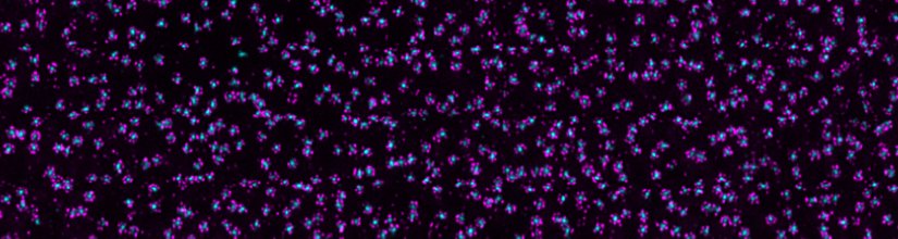 Protein & DNA-PAINT labeling kits