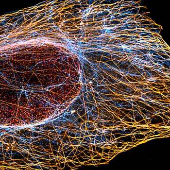 STED dyes at its best from the inventors of the technique