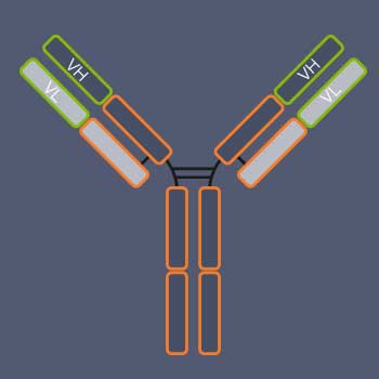 How Immunofluorescence (IF) labeling works!