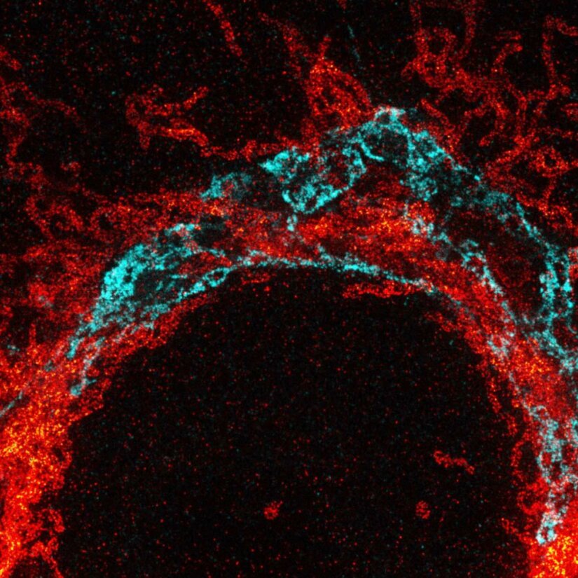 STED Lasers - @abberior.rocks