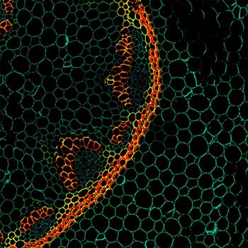Plant Science @abberior.rocks