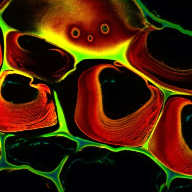 MATRIX Detector - @abberior.rocks