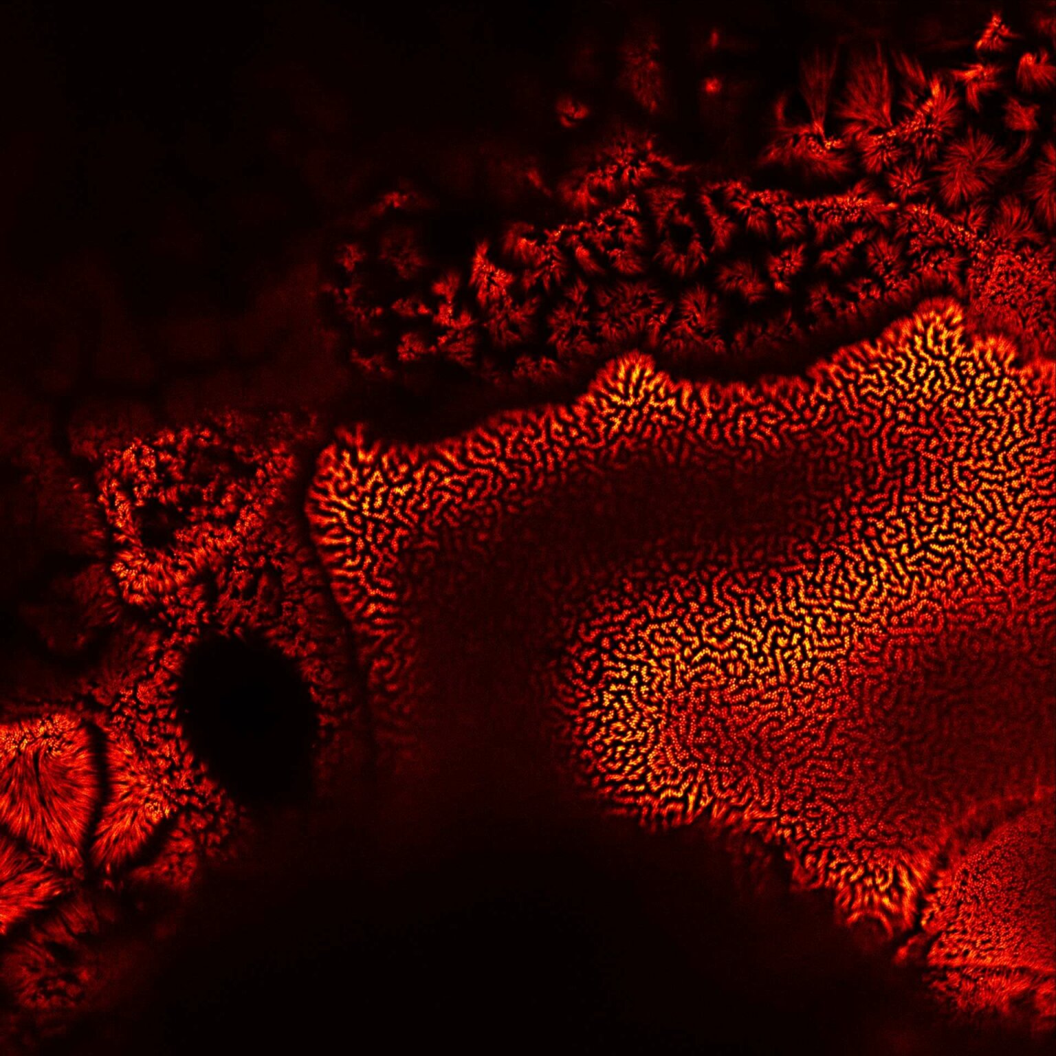 STED Lasers - @abberior.rocks