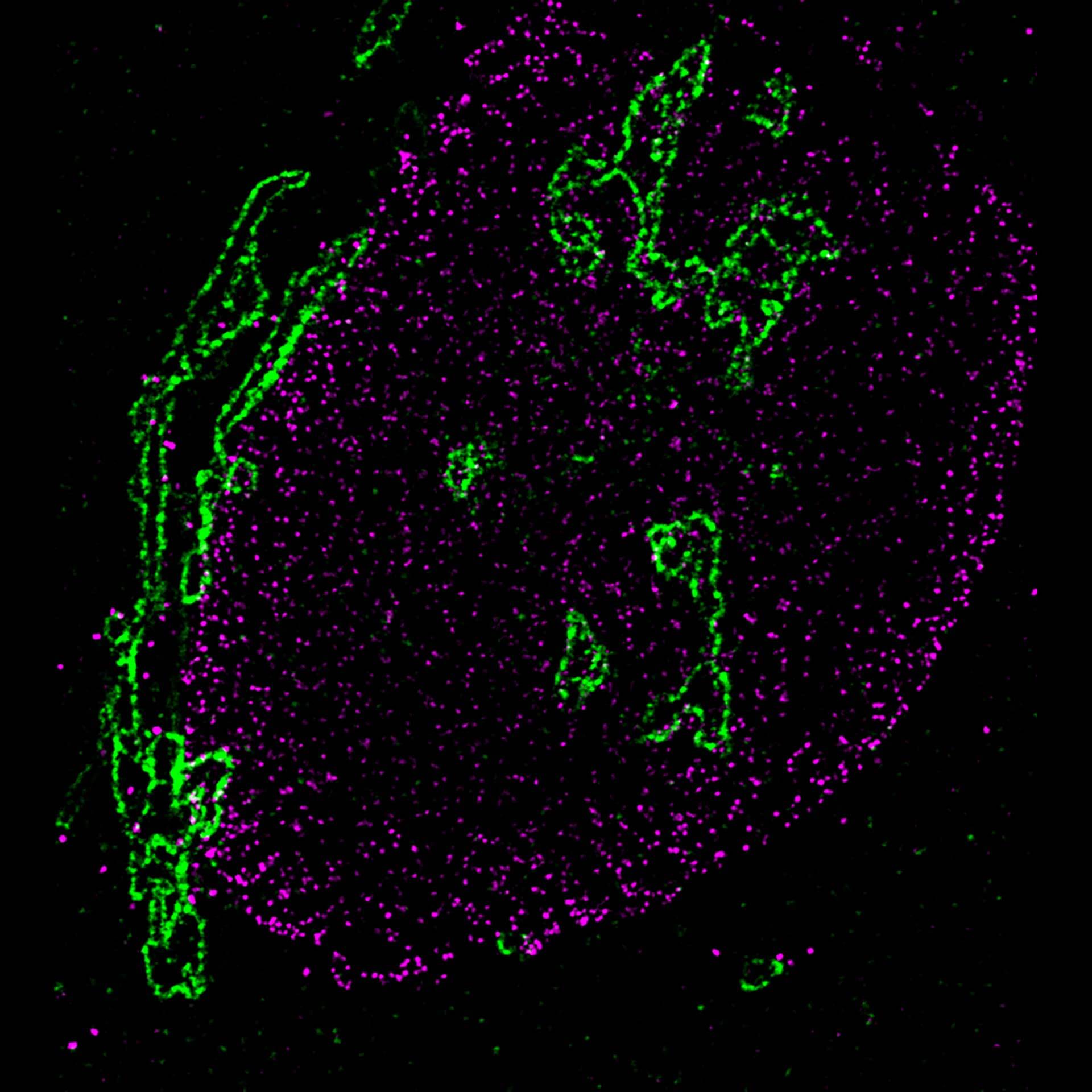 abberior STAR - @abberior.rocks