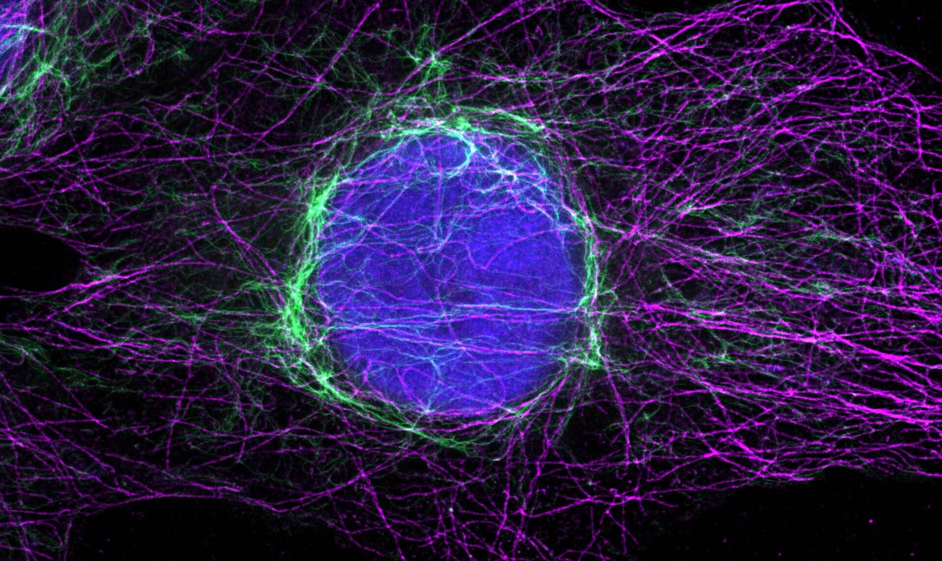 abberior LIVE HaloX exchangeable labels for HaloTag®