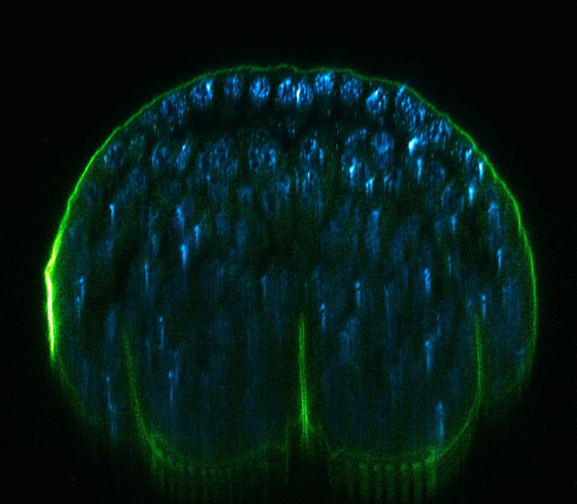 RAYSHAPE dynamic aberration correction – only from abberior