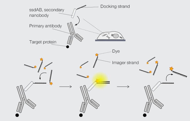 DNA-PAINT labeling protocol
