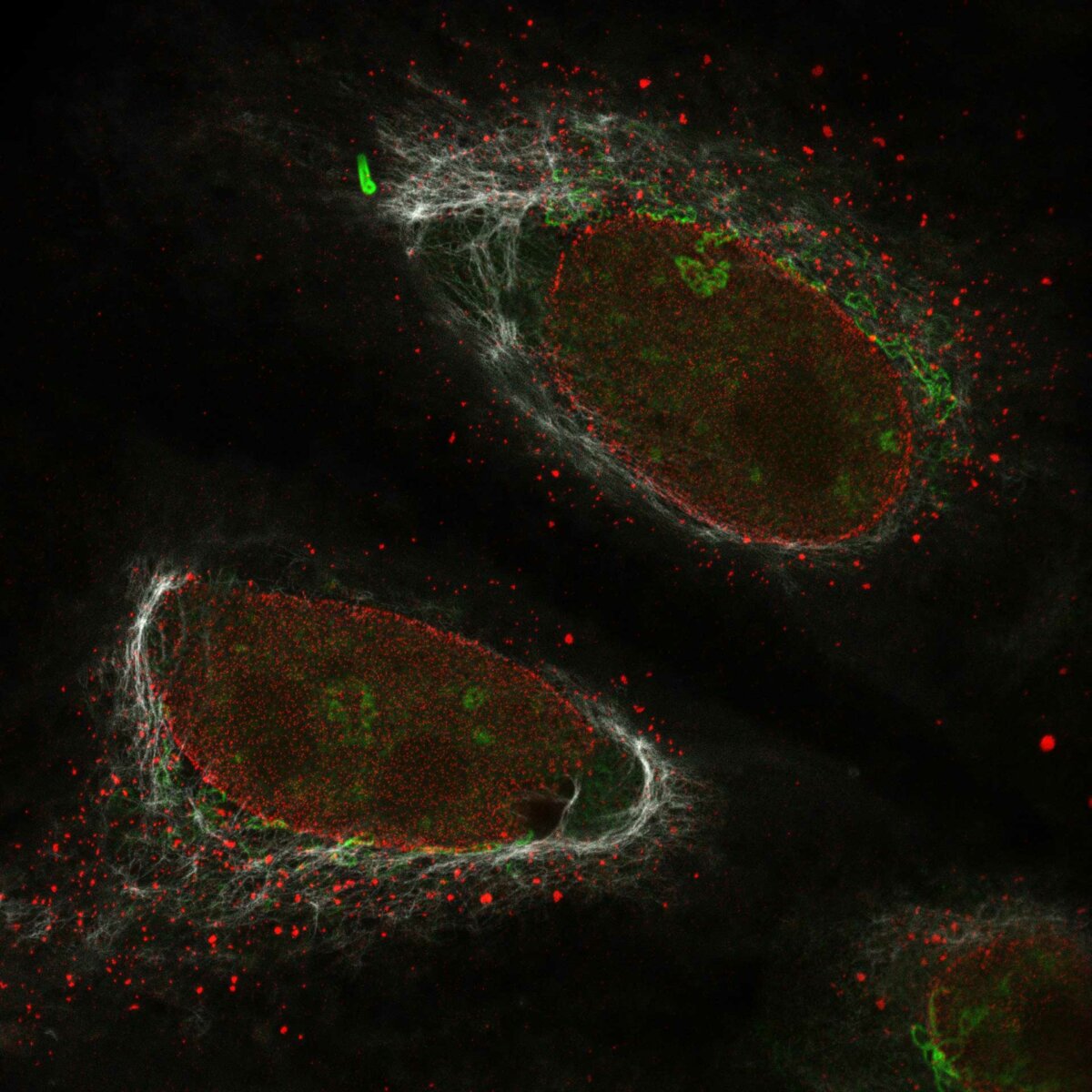 MATRIX Detector - @abberior.rocks