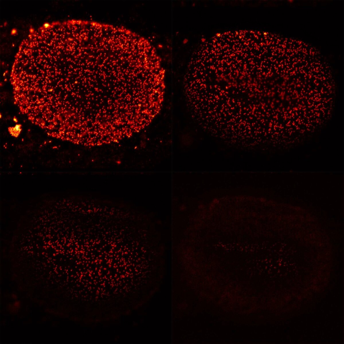 MATRIX Detector - @abberior.rocks