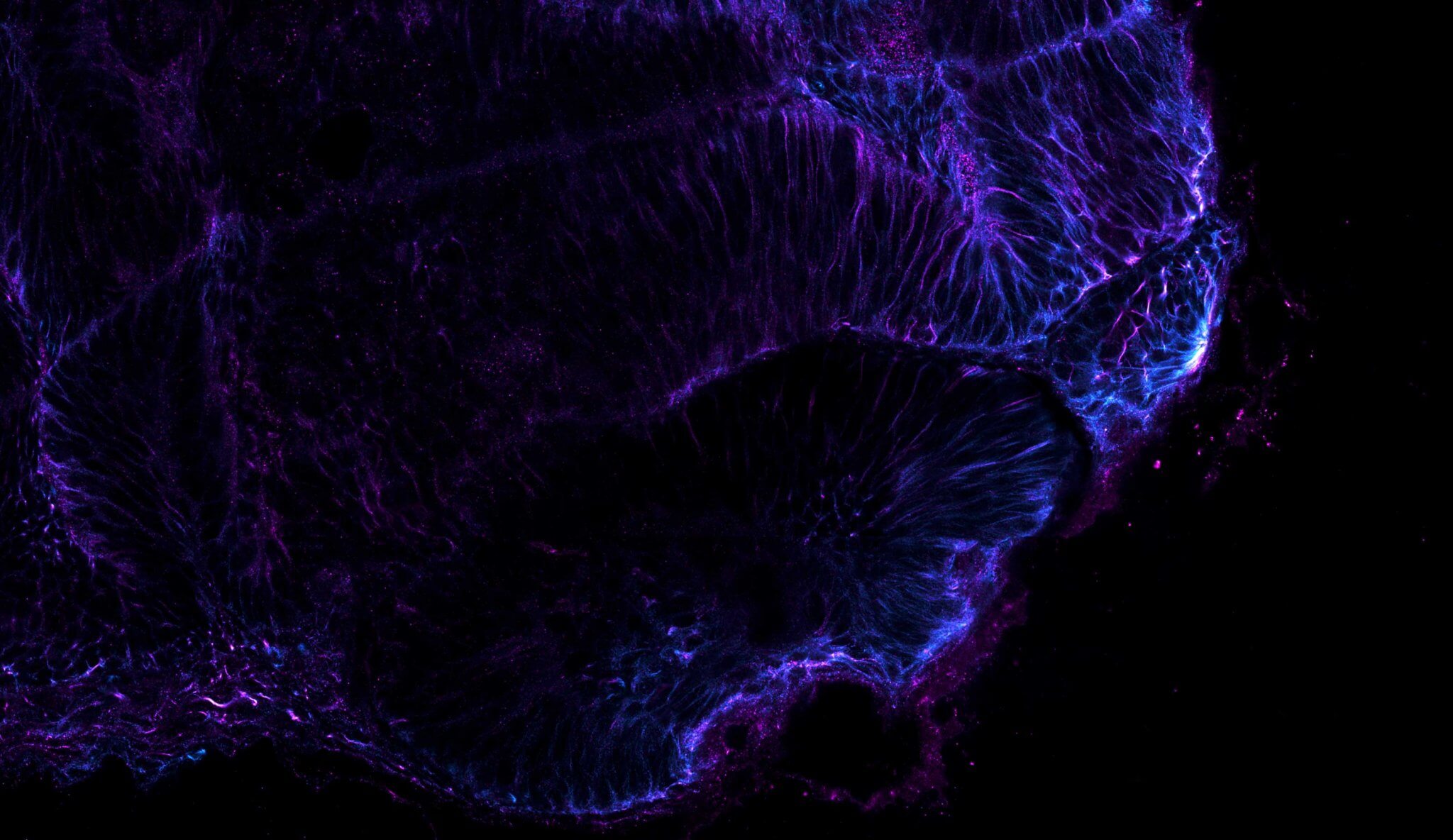 MATRIX Detector - @abberior.rocks