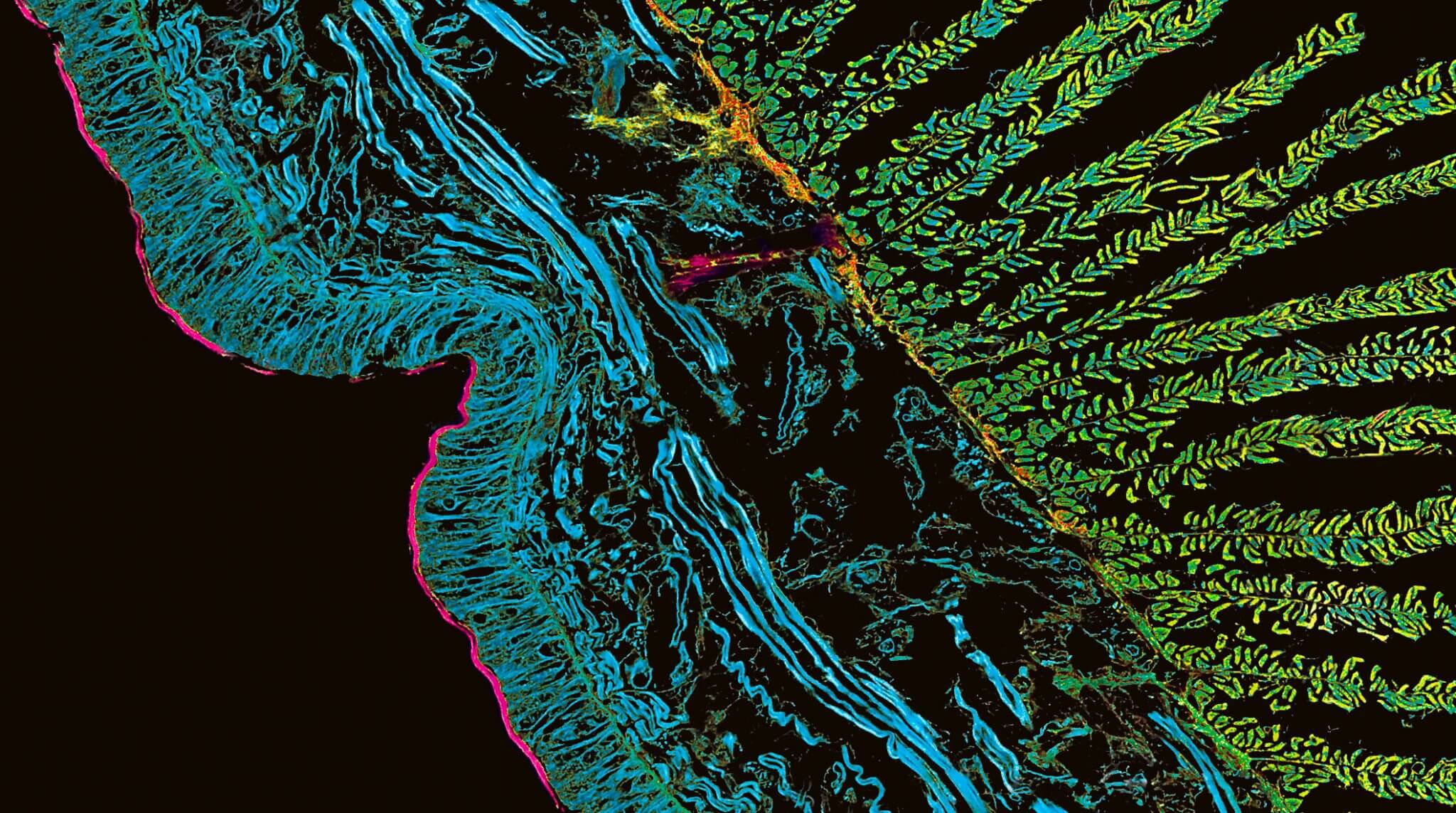 MIRAVA POLYSCOPE @abberior.rocks