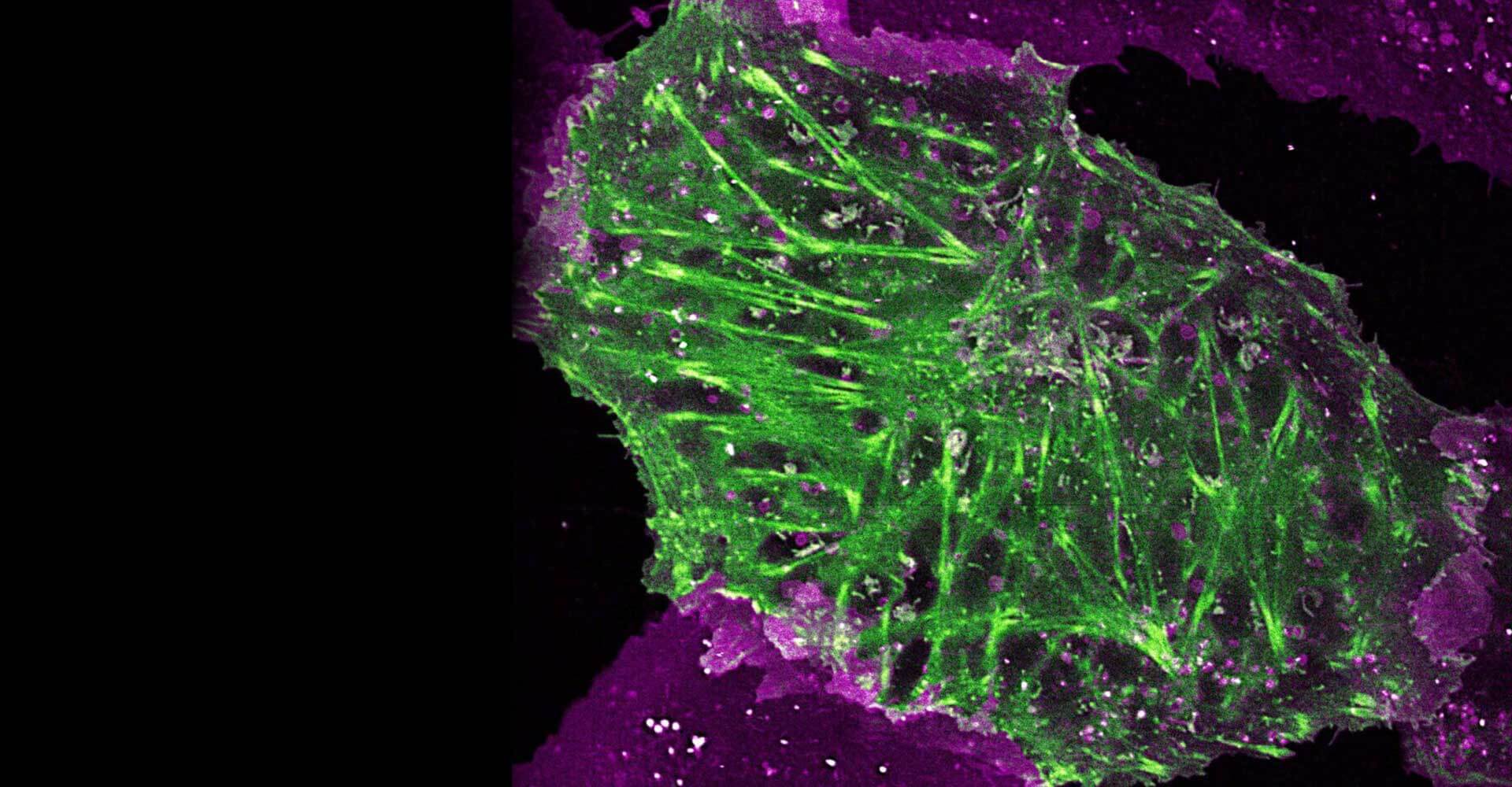 Membrane biology @abberior.rocks