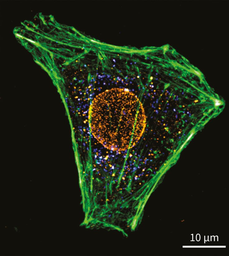 Labeling for STED microscopy - @abberior.rocks