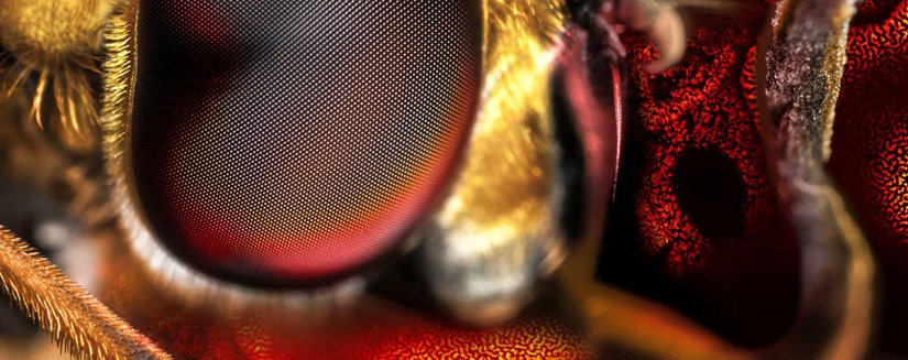 STED and confocal microscopy – the fraternal twins - @abberior.rocks