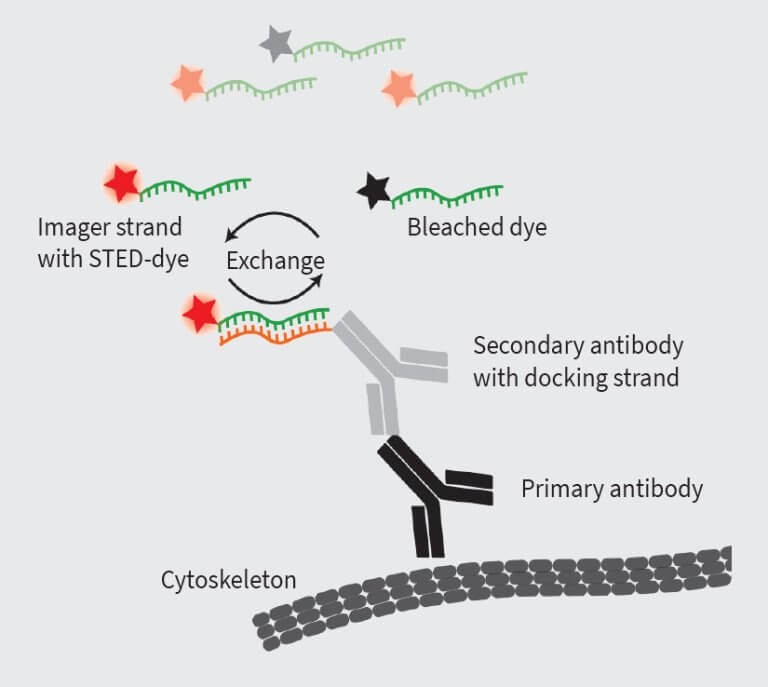 STED-PAINT for high-performance superresolution