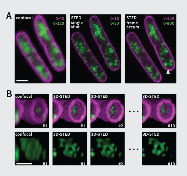 STED-PAINT for high-performance superresolution