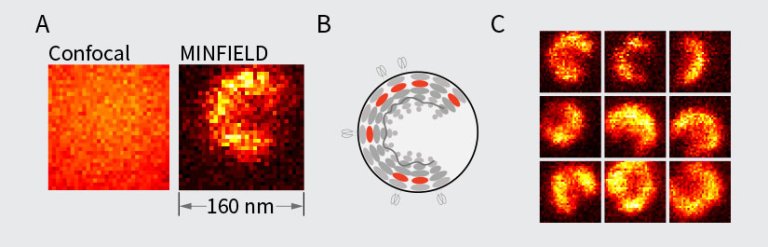 Stimulated Emission Depletion (STED) for virology